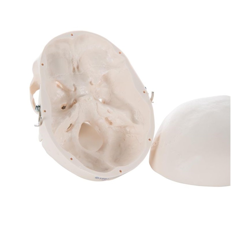 3-Part Mini Human Skull Model - LabWorld.co.uk